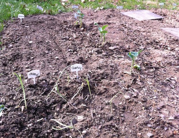 I Planted Root Crops Today - Growing In My GardenGrowing In My Garden