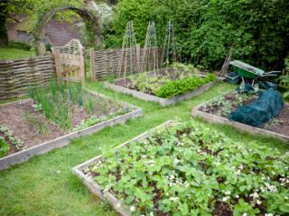 Companion Planting - Growing In My GardenGrowing In My Garden