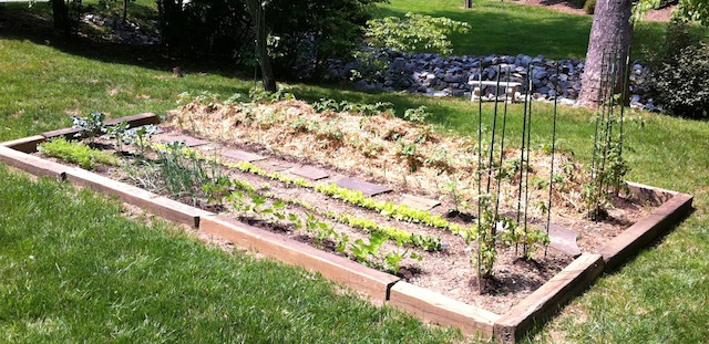 Hilling Potatoes with Straw - Growing In My GardenGrowing In My Garden