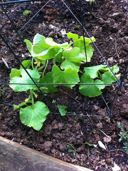 Bush Pickle Cucumber - Growing In My GardenGrowing In My Garden