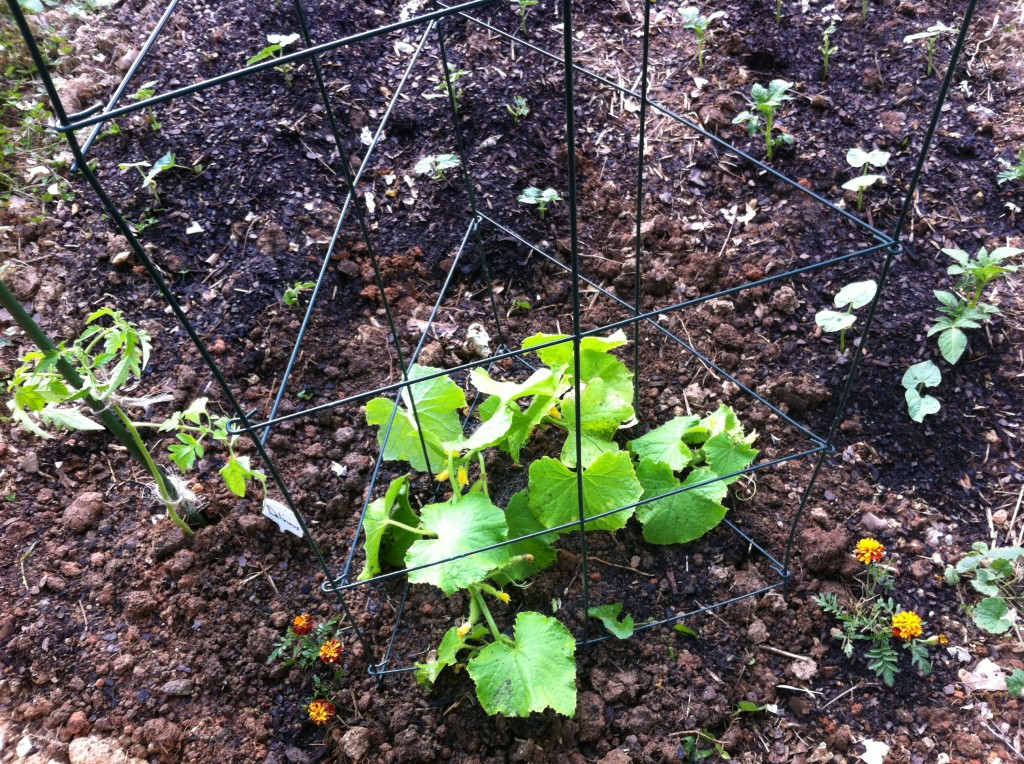 Bush Pickle Cucumber - Growing In My GardenGrowing In My Garden