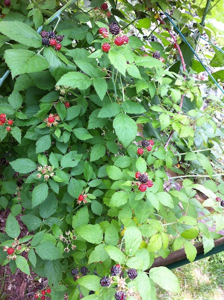 Black Raspberries - First Harvest of the Season! - Growing In My ...