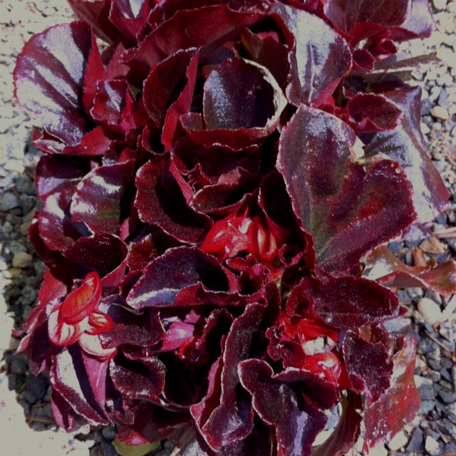 Begonias - Growing In My GardenGrowing In My Garden