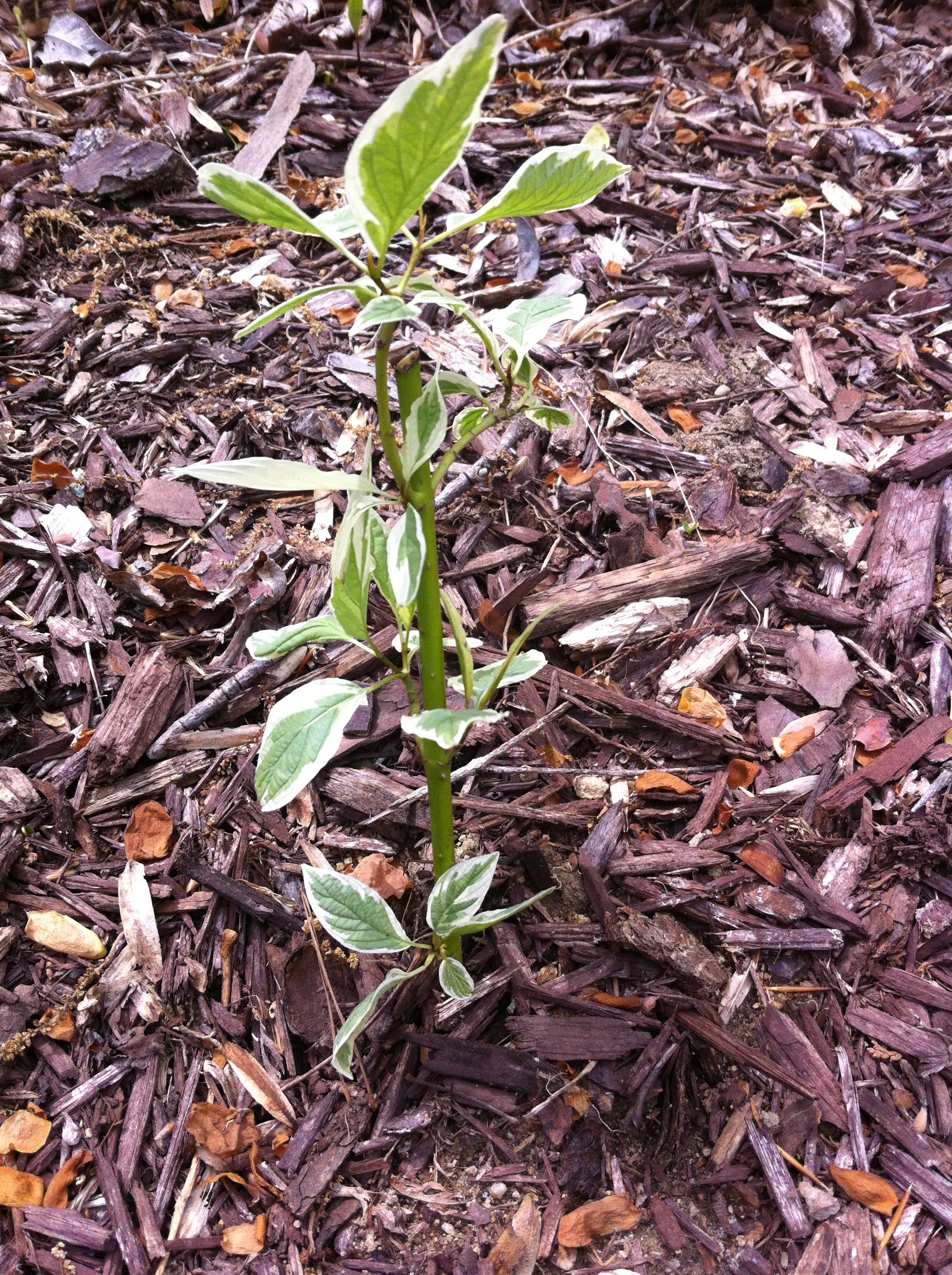 Yellow Twig Dogwood - Growing In My GardenGrowing In My Garden
