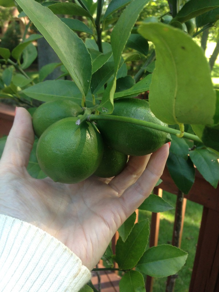 20 Lemons on the Meyer Lemon Tree - Growing In My GardenGrowing In My ...