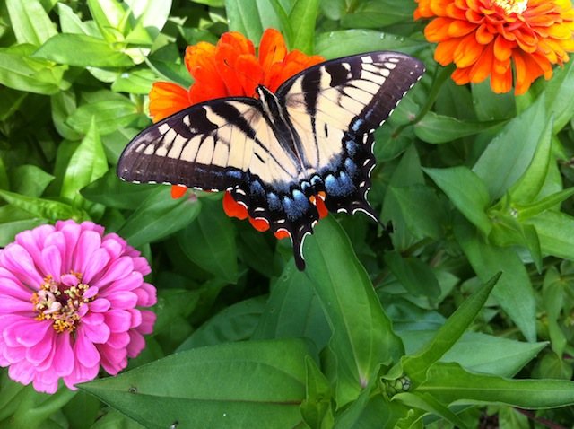 Butterflies in the Garden - Growing In My GardenGrowing In My Garden