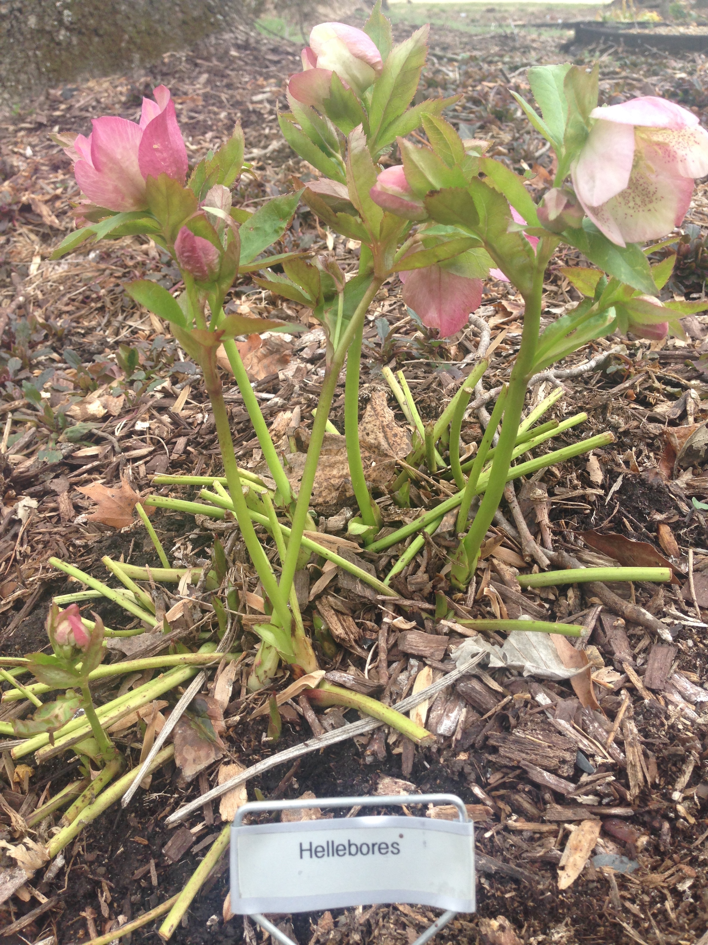 Growing In My Garden - Learning as I Grow!Growing In My Garden ...