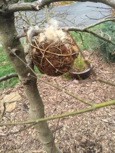 Bird Nesting Time! - Growing In My GardenGrowing In My Garden